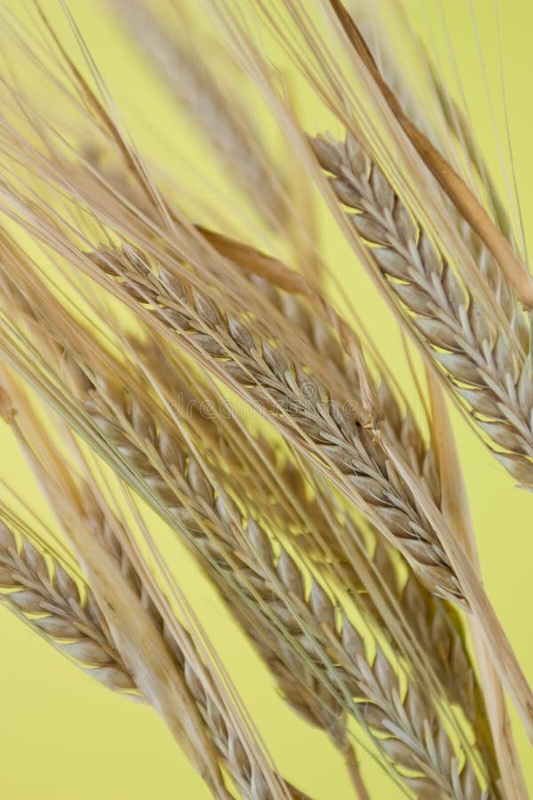 Rye stock image. Image of summer, ripe, clear, barley - 7399907