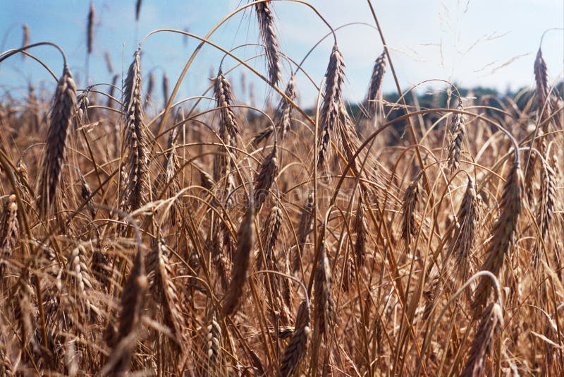 Rye Picture. Image: 7939905