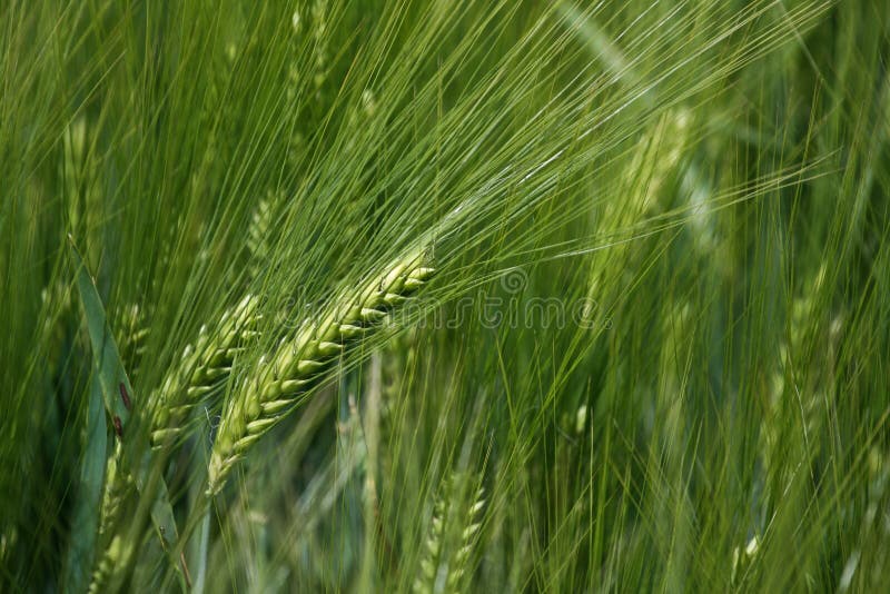Rye stock image. Image of ingredient, life, grain, meal - 9530057
