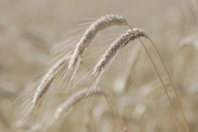 Rye stock image. Image of growth, breakfast, baking, monochrome - 954751