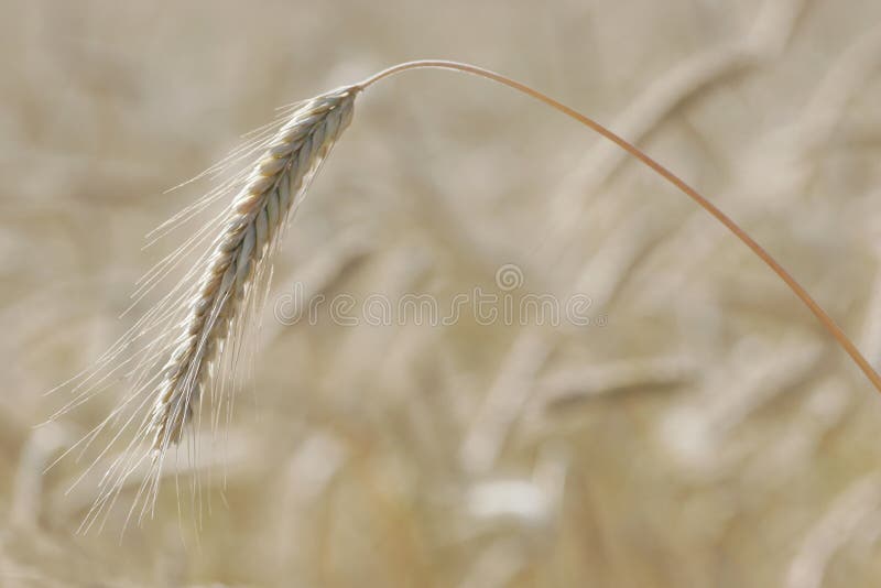 Rye stock photo. Image of grow, bread, crops, close, countryside - 997058