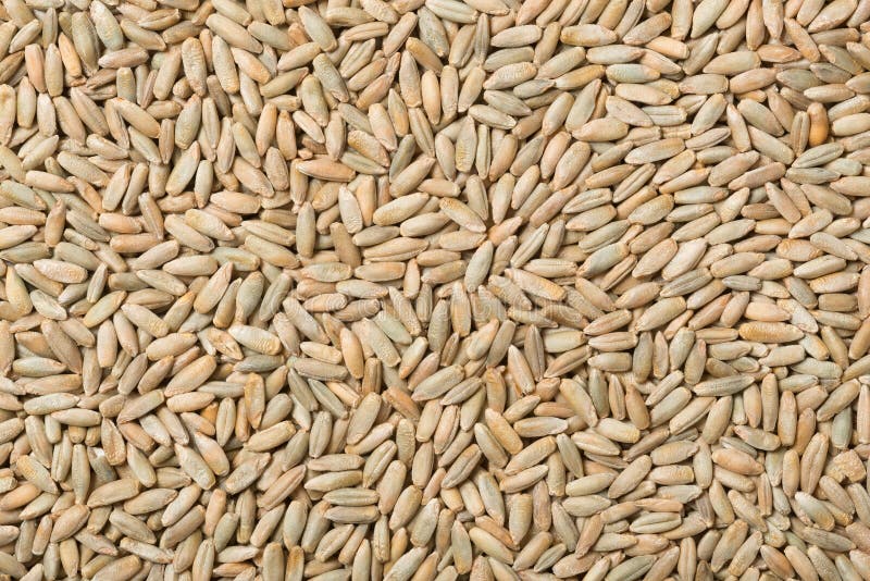Rye stock photo. Image of food, agriculture, plant, closeup - 46600946