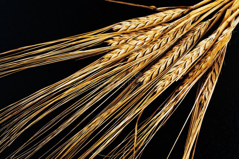 Rye on a black background stock image. Image of plant - 76099063