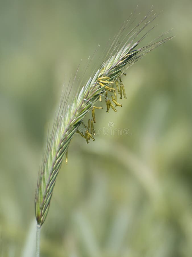 The Rye is in Bloom. an Ear of Grain with Anthers Close-up Stock Image ...