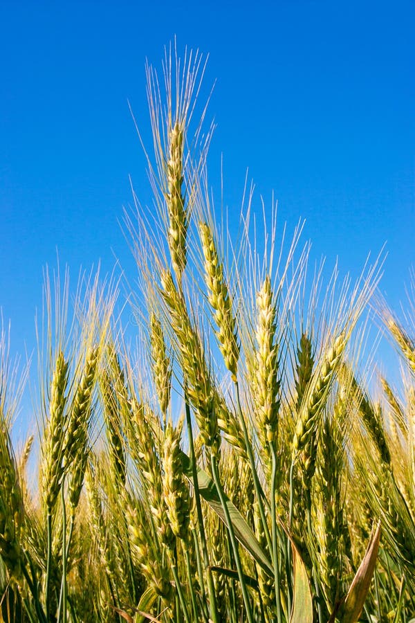 Rye in the blue sky stock image. Image of rural, harvesting - 24275807