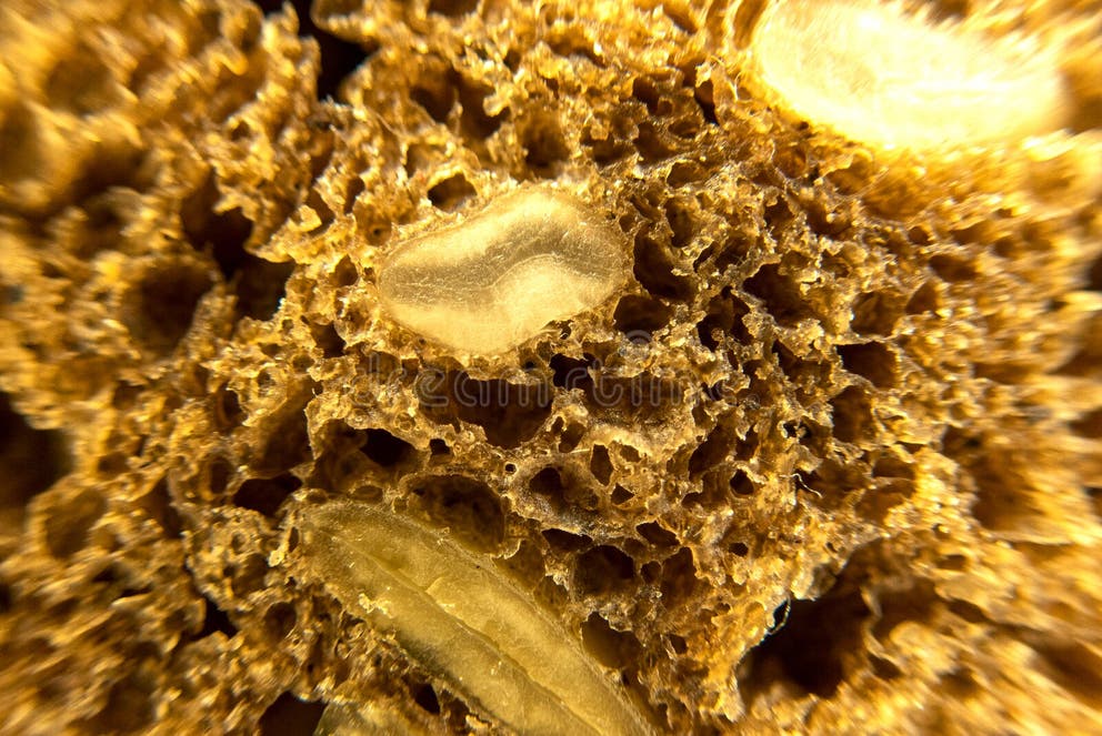 Rye Bread with Sunflower Seeds Under a Microscope. Stock Photo - Image ...