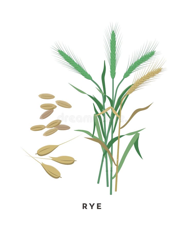 Rye Cereal Grass And Grains - Vector Botanical Illustration In Flat ...