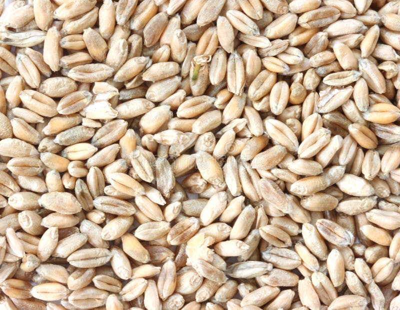 Rye corn close up stock image. Image of heap, background - 16009273