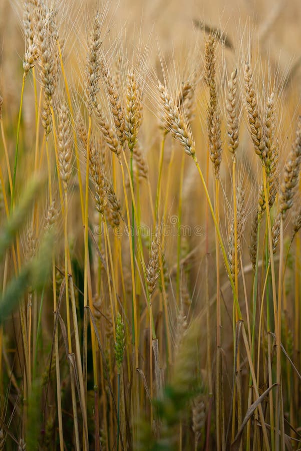 Rye Crop Maturing in the Field Stock Photo - Image of color, crop ...