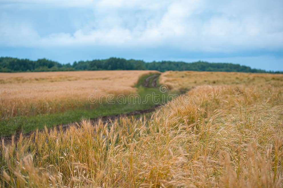 Rye Crop Maturing in the Field Stock Photo - Image of harvesting, color ...