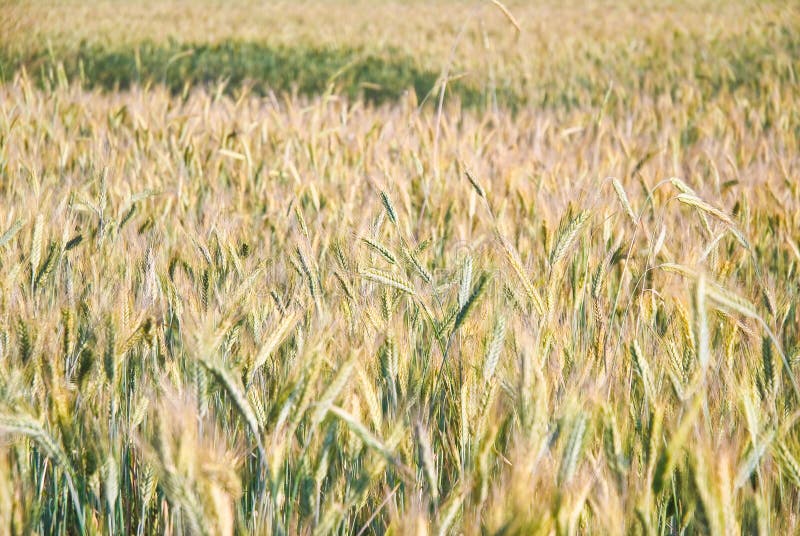 The rye crop stock image. Image of econom, cereal, fowl - 85085889