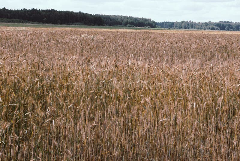 The Rye Crop, Secale Cereale, on the Field Stock Image - Image of ...