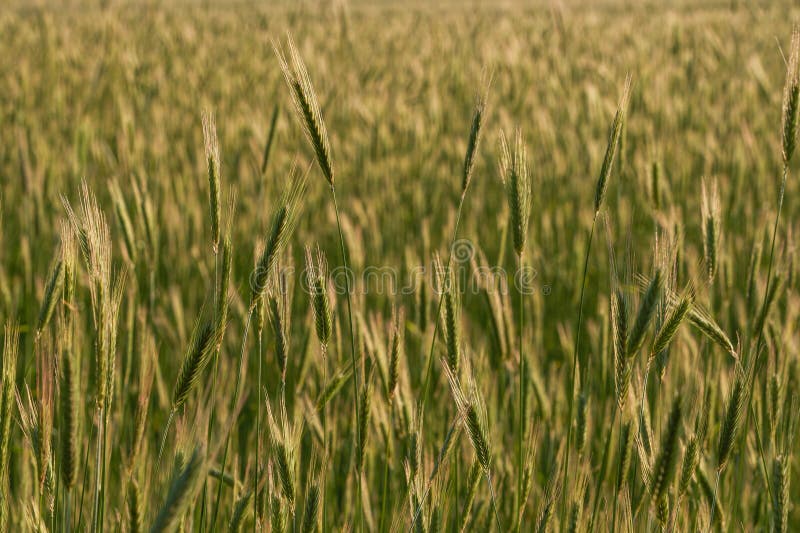 Rye Cultivation in North Europe Stock Image - Image of texture, lawn ...