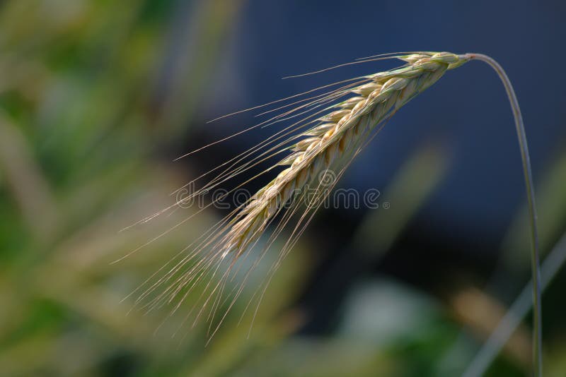 Rye ear stock photo. Image of ripen, golden, blue, stem - 77722646