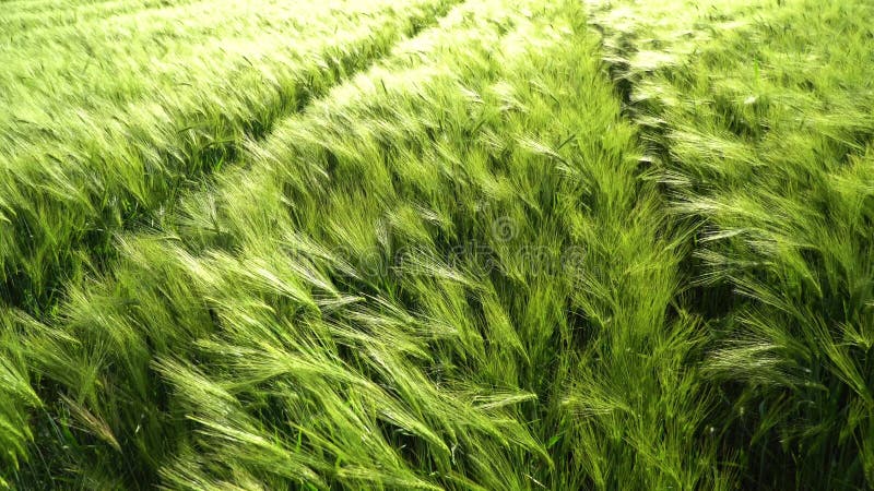 Rye Ear Close Up Swaying in the Wind. Rye Grows on a Field. Growing Rye ...