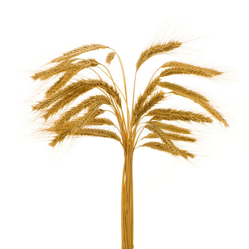 Rye Ears and Field. Vector Illustration. Stock Vector - Illustration of ...