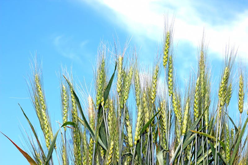 Rye Ears Against a Blue Sky Stock Image - Image of wheat, cultivate ...