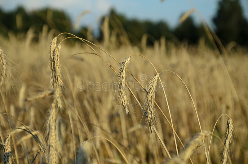 Rye ears and dry grass stock photo. Image of blossom - 228814336