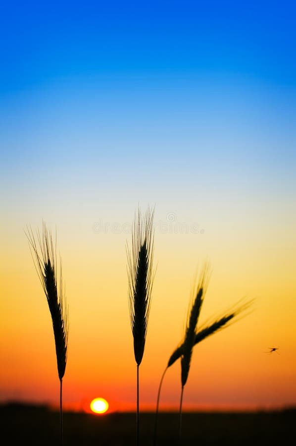 Rye ears at sunset stock photo. Image of vertical, ears - 25646810