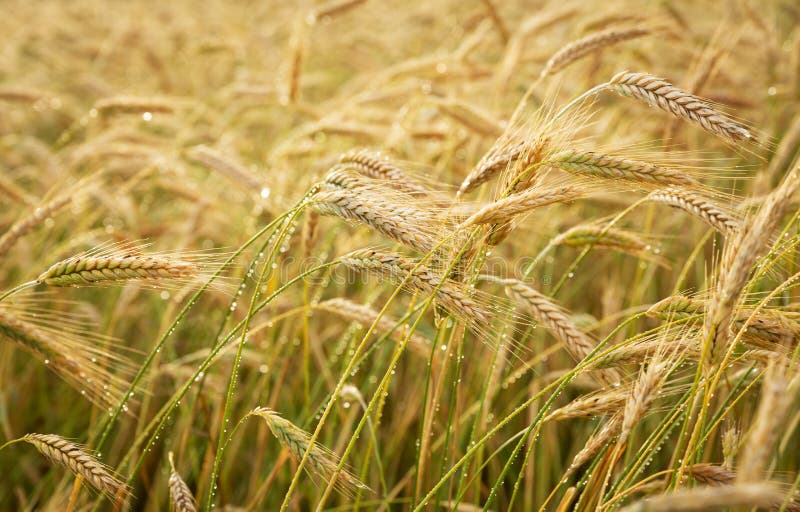 Rye Ears with Water Drops, Field of Rye after Rain in a Summer Day ...
