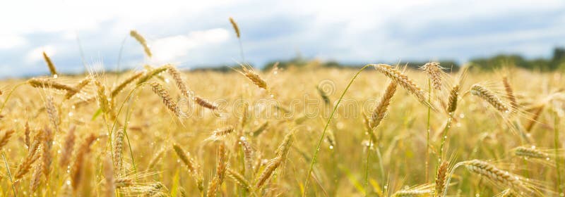Rye Ears with Water Drops, Field of Rye after Rain in a Summer Day ...