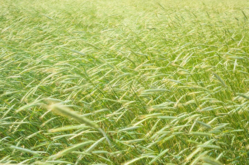Rye field stock image. Image of production, growing, grass - 10572911