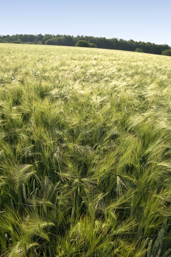 Field of Rye stock image. Image of season, bread, reaping - 137535