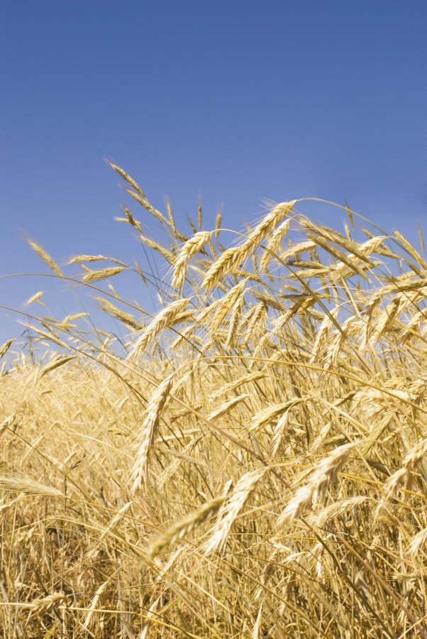 Rye field stock image. Image of harvest, macro, farming - 15377377