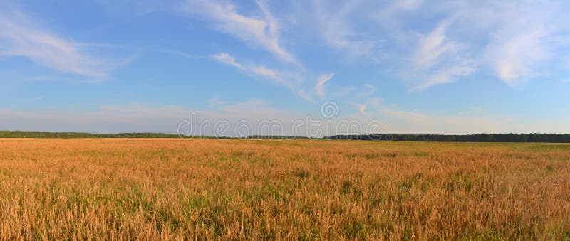 Rye field stock image. Image of panorama, clouds, belarus - 26757673
