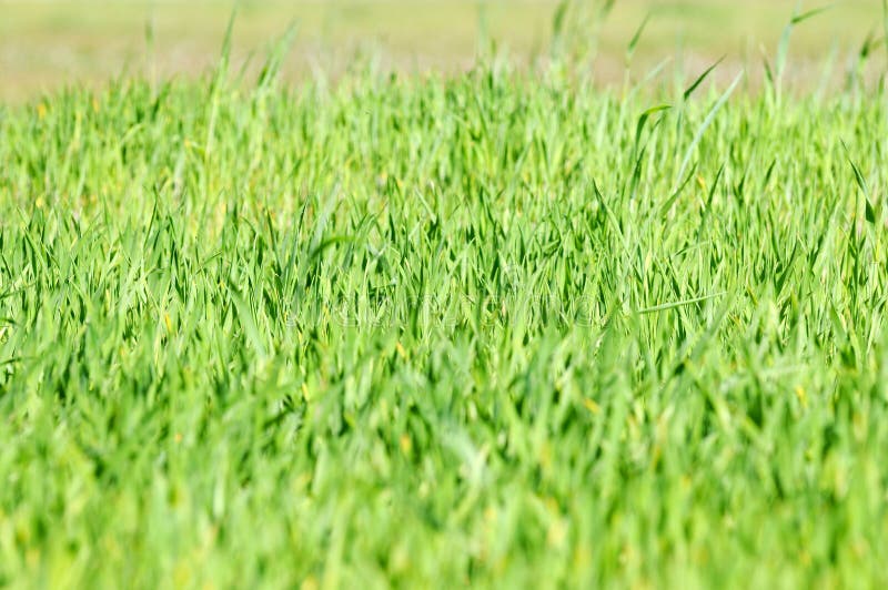 Rye field stock image. Image of agriculture, cornfield - 26898293