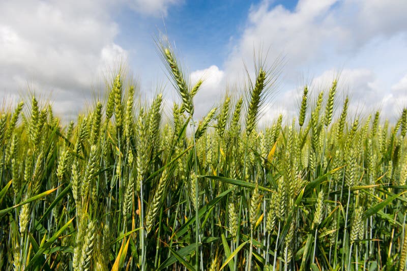 Rye field stock image. Image of summer, nature, fields - 26917063