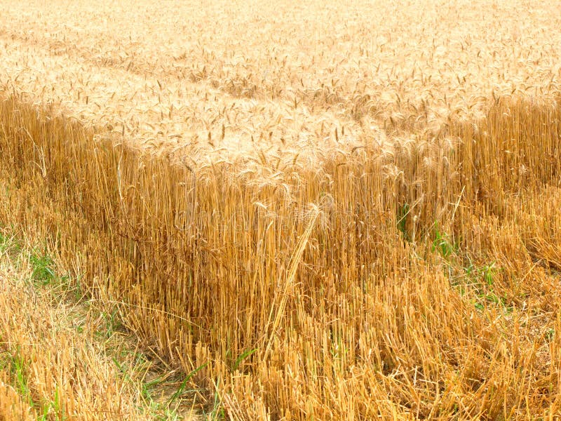 Rye field stock image. Image of agricultural, agrarian - 2763623