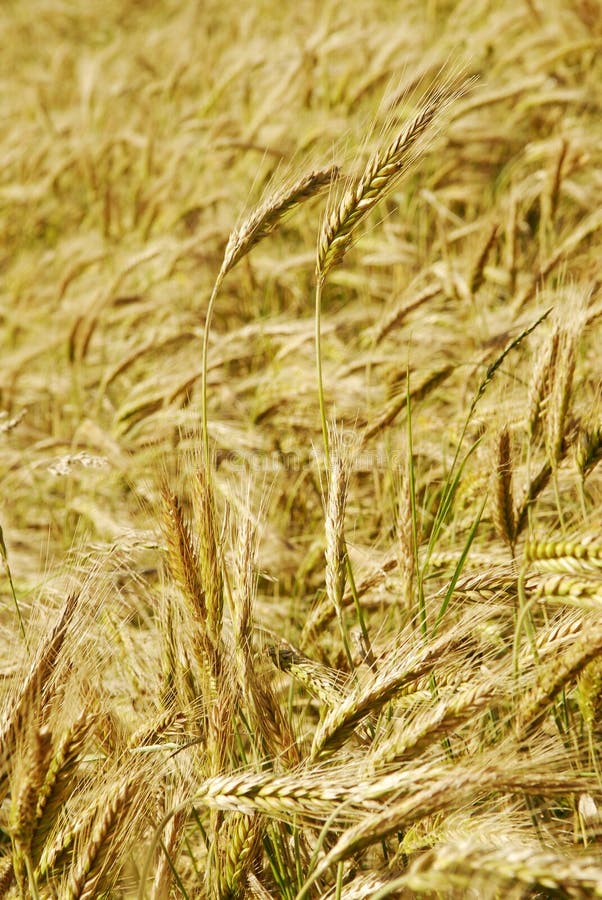 The rye field stock image. Image of scenics, lane, farm - 2932837
