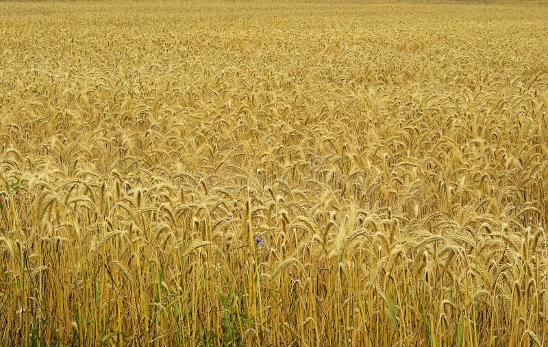 The rye crop stock image. Image of econom, cereal, fowl - 85085889