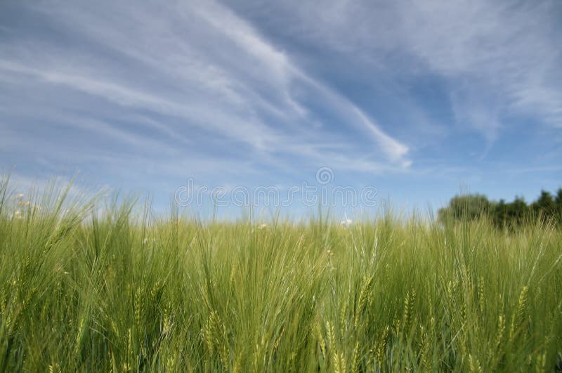Rye field stock photo. Image of abundance, farming, crops - 9545624