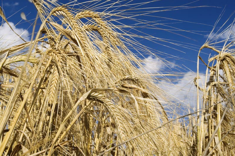 Rye field stock photo. Image of farming, grass, agriculture - 9791072