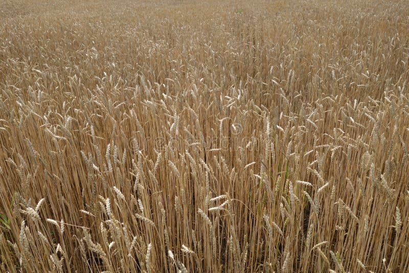 Rye Field. Abstract Background and Agricultural View Stock Photo ...