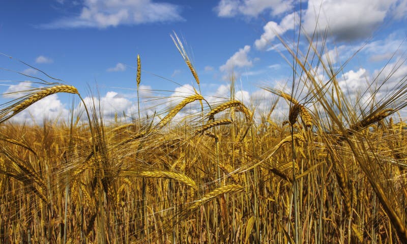 Rye field stock image. Image of crop, farm, golden, cloud - 102779359