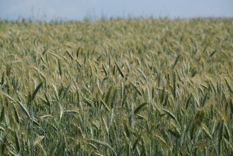 Rye Field, Agricultural Land Close Up Stock Image - Image of field ...