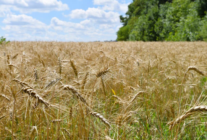 Rye Field on a Background of Blue Sky and Forest Stock Image - Image of ...