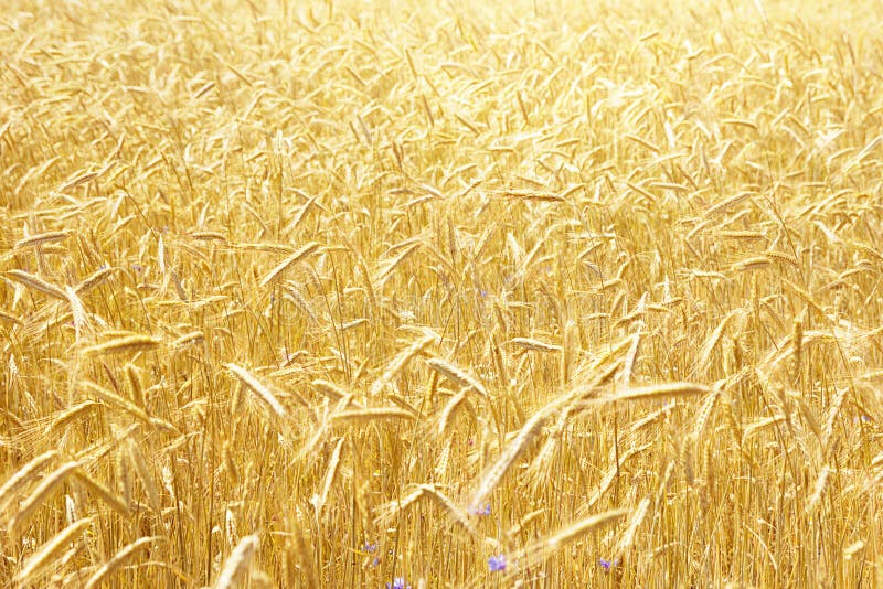 Rye field background stock image. Image of farm, seed - 42248471