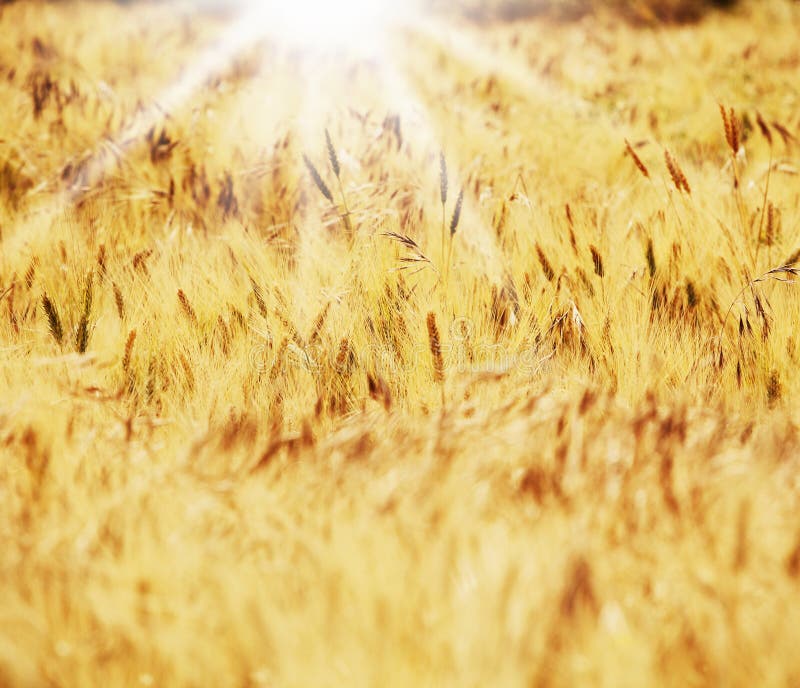 Rye field stock photo. Image of growth, country, grow - 33147312