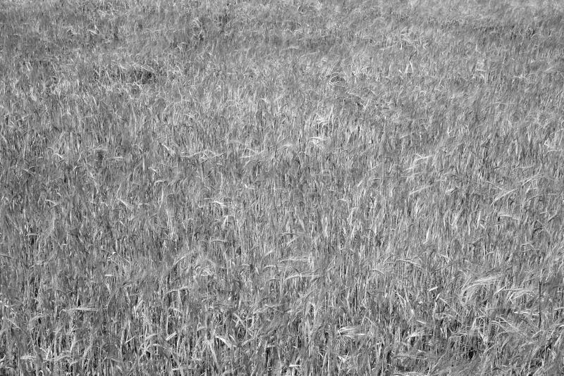 Rye field. black and white stock photo. Image of autumn - 194500058