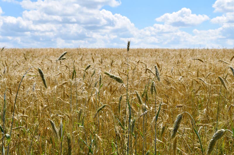 Rye Field on Blue Sky Background Stock Photo - Image of summer, field ...