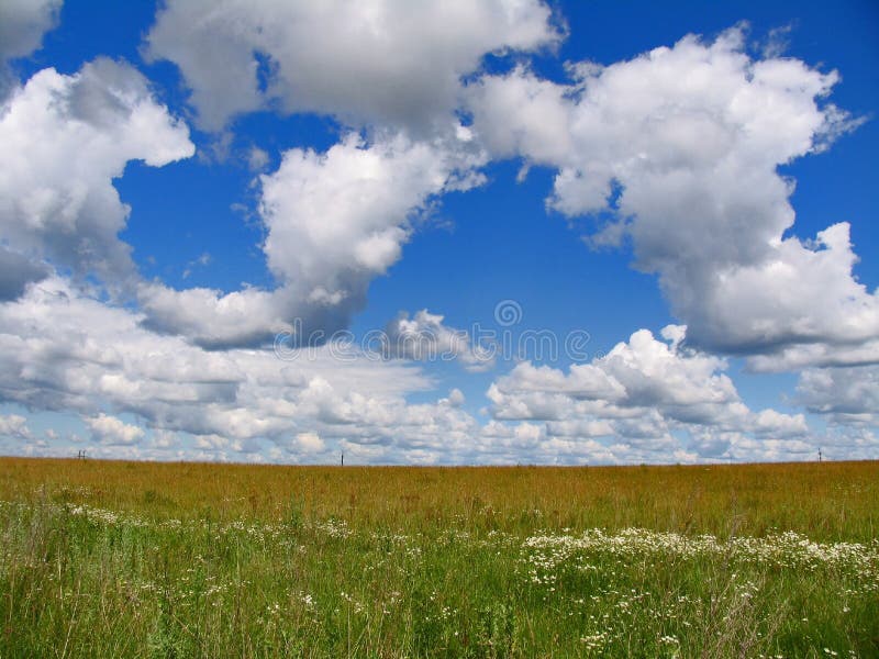 Rye Field, Blue Sky and Cumulus Clouds Stock Photo - Image of cultivate ...