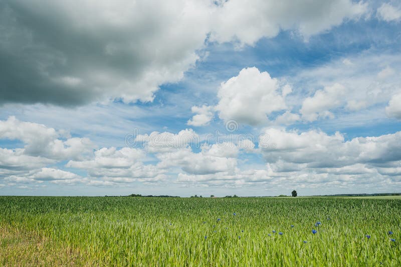 Rye field stock image. Image of beauty, contrasts, meadow - 72549543