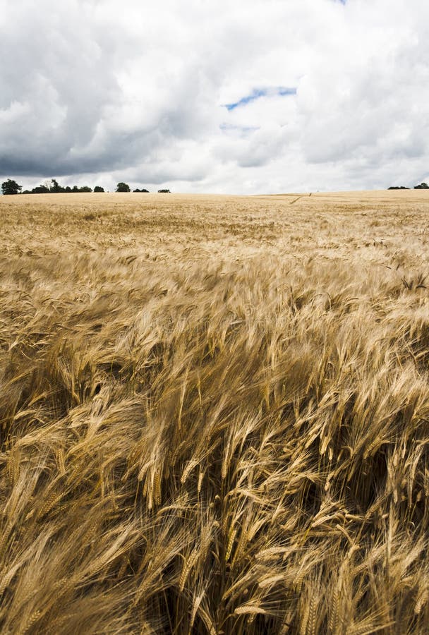 Rye Field in Wind stock image. Image of cloudy, wind - 29857523