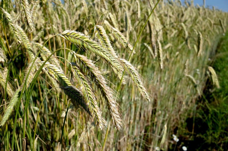 Rye Field. Closeup of Ears of Corn in a Danish Ryefield Stock Photo ...