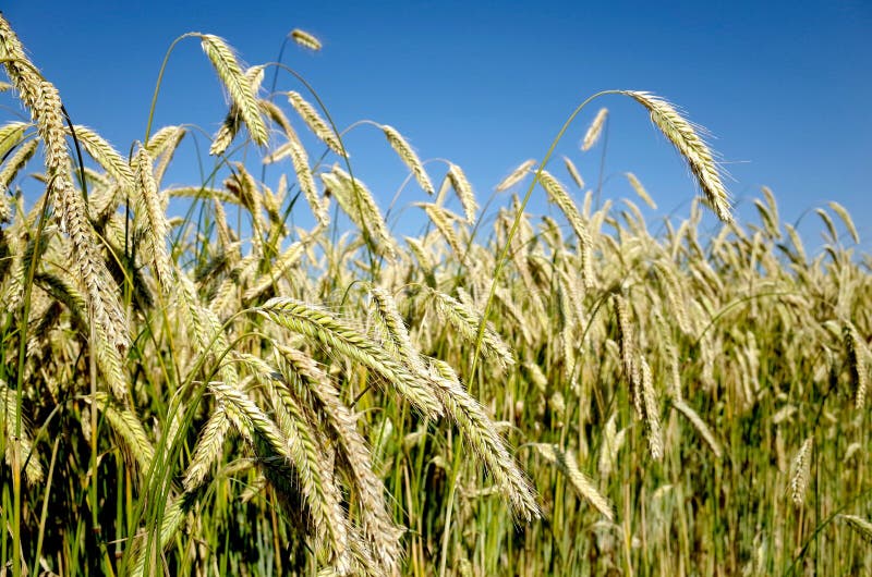 Rye Field. Closeup of Ears of Corn in a Danish Ryefield Stock Image ...