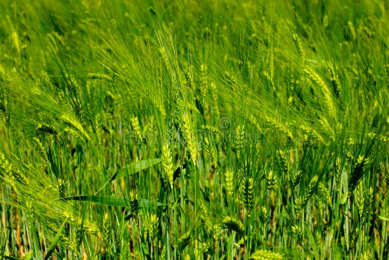 Green Grain Field Background Stock Photo - Image of organic, country ...